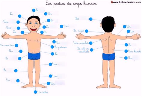 Le Corps Humain Diagram Quizlet
