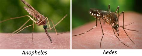 Malaria Mosquitoes Anopheles Biogents AG