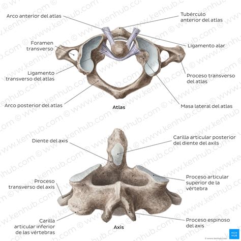 Marcado Mártir gemelo articulaciones de las vertebras cervicales