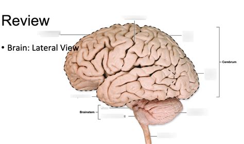 Anatomy 2 Lab Exam Ch 15 Image 1 Lab Review Not On Lecture Exam
