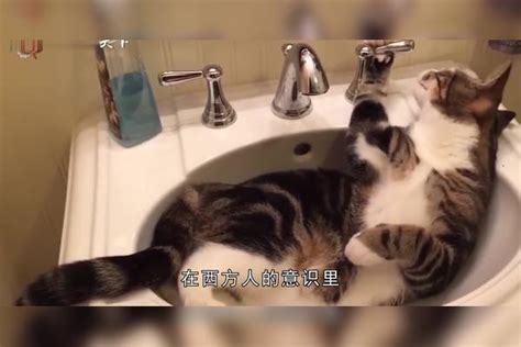 为什么总说好奇心害死猫而不是害死别的动物看完长见识了 动物 好奇心