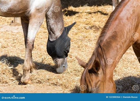 Cavalos Que Comem O Feno Em Um Estábulo No Fundo Do Borrão Foto de