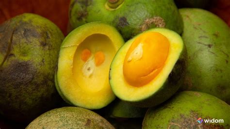 Plantas Medicinais do Cerrado e Suas Indicações