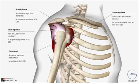 Anatomie de l épaule MedG