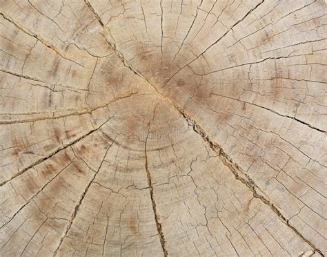 Schneiden Sie Baum Querschnitt Nahaufnahme Stockbild Bild Von