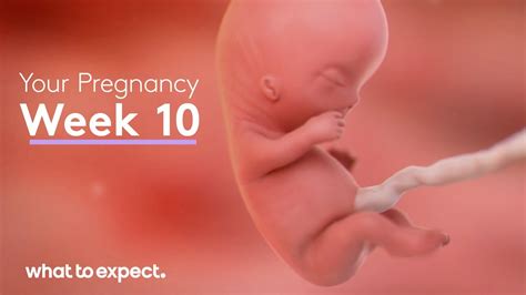 10 Weeks Pregnant