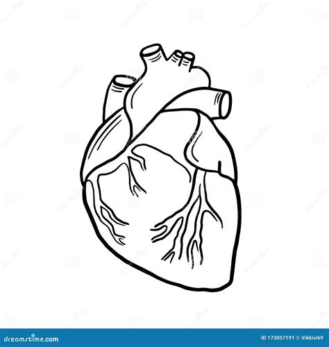 Corazón Anatómico Ilustración Lineal Vectorial De Un Corazón