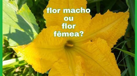 Como saber identificar flor macho e flor fêmea da abóbora YouTube