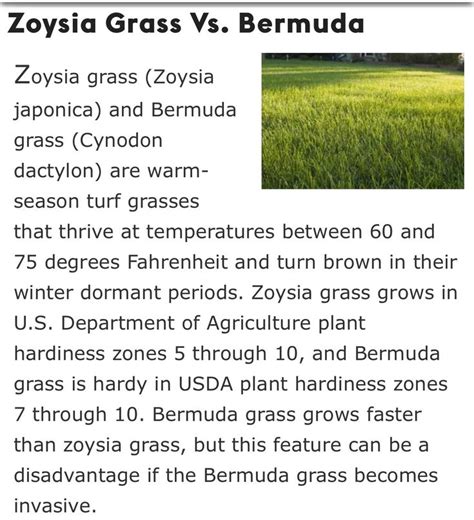 Zoysia Grass Vs Bermuda Zoysia Grass Bermuda Grass Lawn Care
