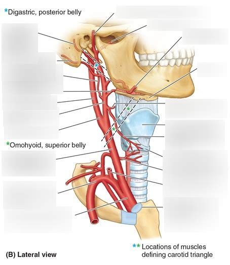 Branches Of The External Carotid Arteries Diagram Quizlet
