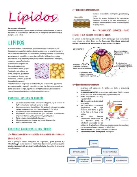 Biologia Clasificacion De Los Lipidos Hot Sex Picture