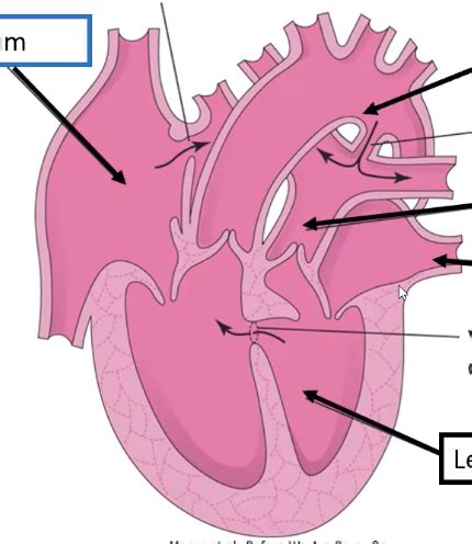 Cardiovascular Embryology Diagram Quizlet