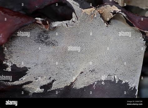 Hermaphrodites Hi Res Stock Photography And Images Alamy