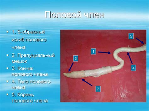 Subincision Penis Telegraph