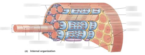 Muscle Fiber Ch 9 Diagram Quizlet