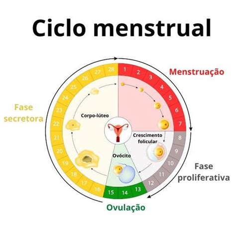 Fases Do Ciclo Menstrual O Que Voc Precisa Saber M Dico Responde