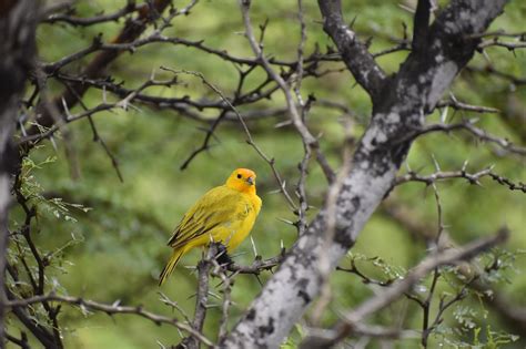 Bird Saffron Finch Ornithology Free Photo On Pixabay