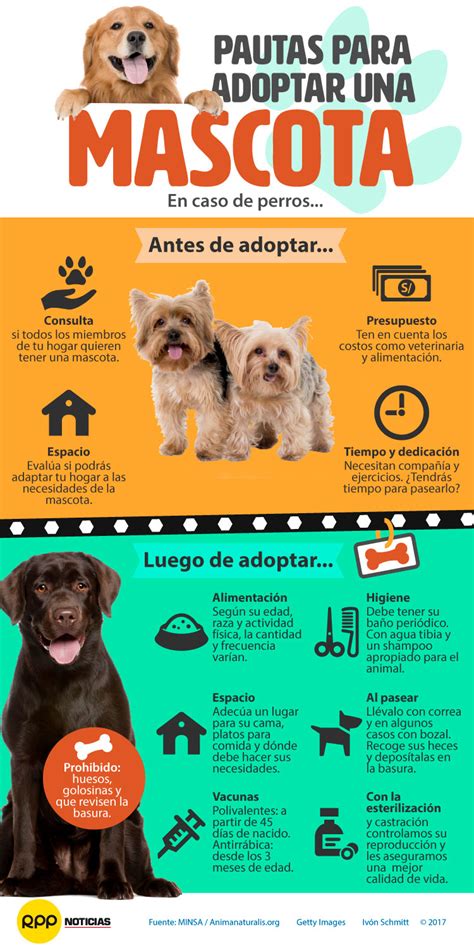 Quieres Adoptar Una Mascota Ten En Cuenta Estas Pautas RPP Noticias