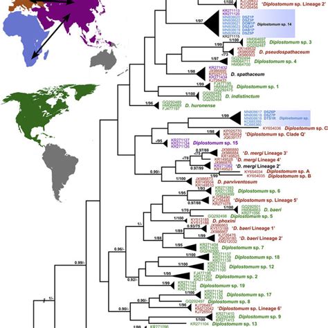 bayesian inference bi and maximum likelihood ml phylogram download scientific diagram