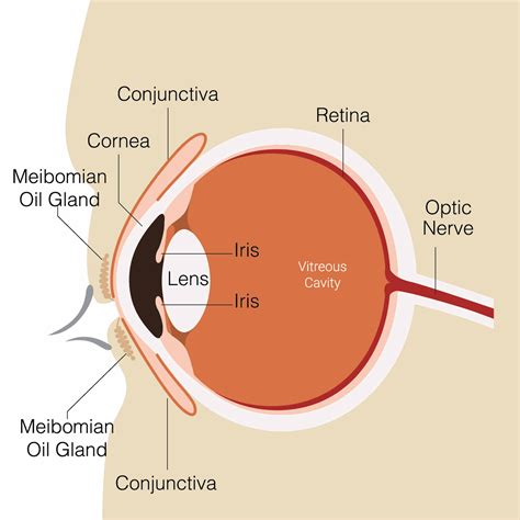 Eye Diagram With Parts How The Eyes Work