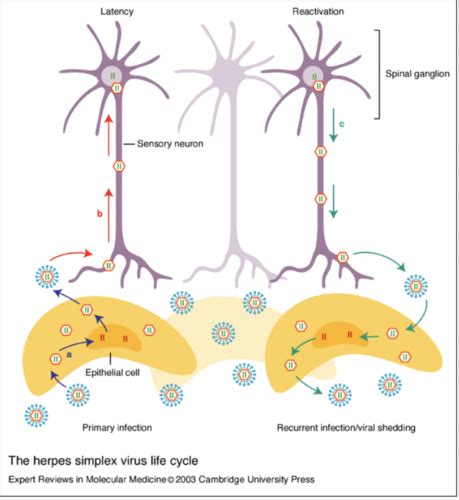 Virus Herpes Simplex Hsv Et Hsv Cartes Quizlet