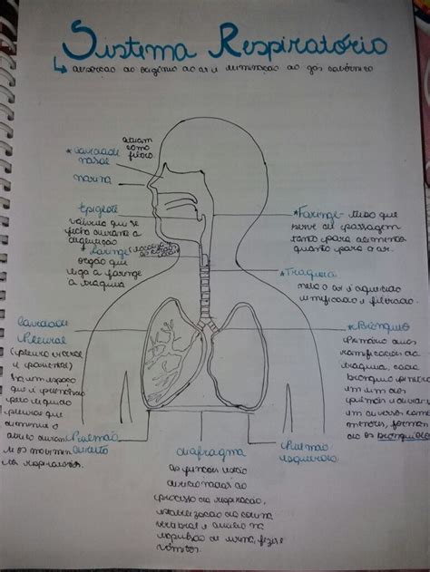 Estudo sistema respiratório