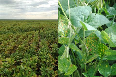 Trigo Um Aliado No Manejo Integrado De Nematoides Da Soja