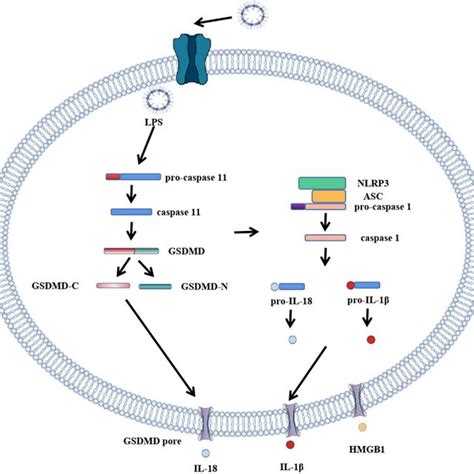 Role Of GSDMD In Canonical Inflammasome Activation The Canonical