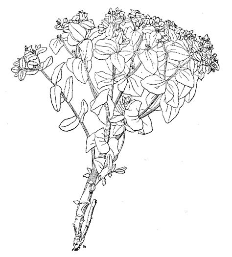 Falco Lombardi Coloring Pages Coloring Pages