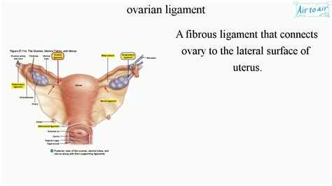 Ovarian Ligament Youtube