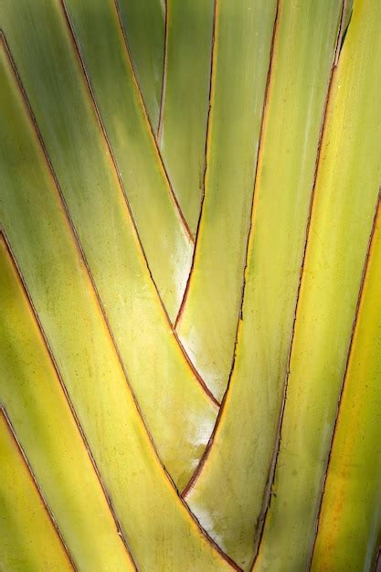 Premium Photo Travelers Palm Tree Pattern Background
