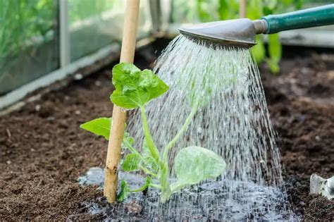 Cómo cultivar melones a partir de semillas pasos sencillos Wiki