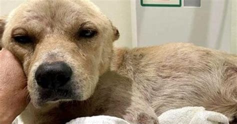 Cane randagio ferito si è trascinato dopo essere stato investito