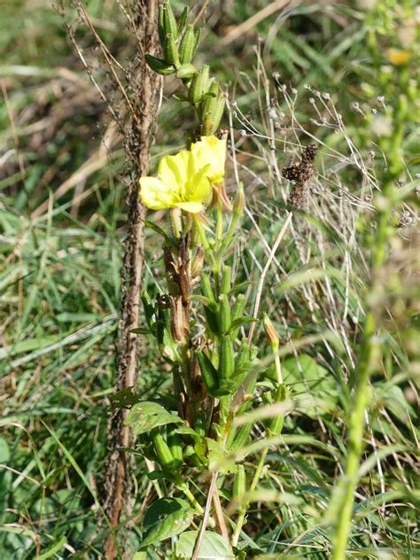 Gemeine Nachtkerze Artenkomplex Oenothera Biennis Agg Flickr