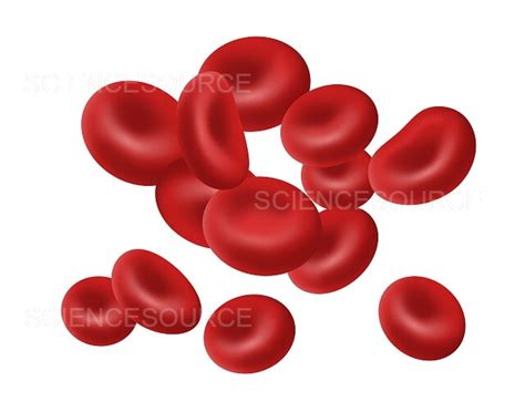 Free Vectors Red Blood Cell Clip Art Library