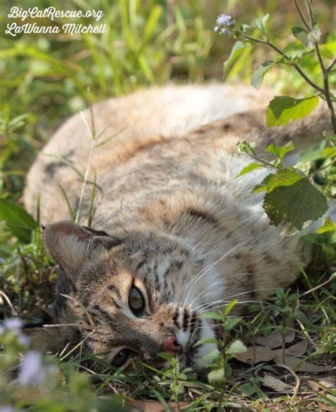 Good Night Big Cat Rescue Friends Miss Bailey Bobcat Is Thankful For