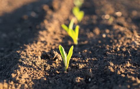 Comment Fertiliser Une Plante Conseils Tonnerre D Engrais