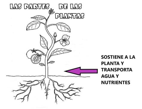 Print Crossword Puzzle Partes De Las Plantas Biolog A Partes De La