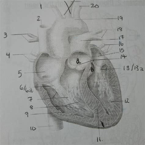 Cardiovascular System Diagrams Flashcards Quizlet