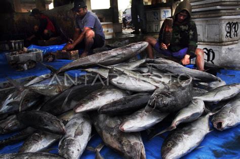 Harga Ikan Naik Antara Foto