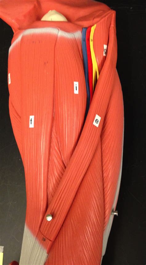 Lower Extremity Model Posterior Thigh Diagram Quizlet