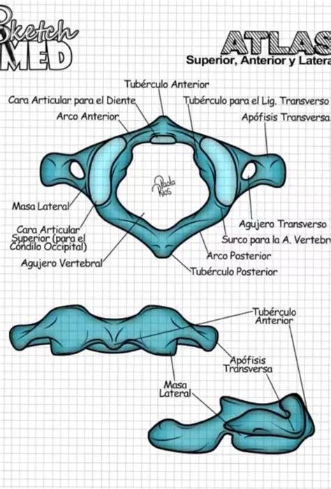 Pin de almendra lopez en planer kinesiologo Anatomía médica Anatomia