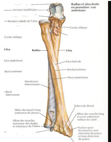 Ulna Diagram Quizlet