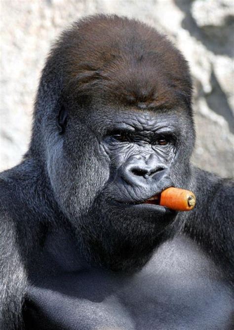 Nonchalant Compilation Of 50 Remarkable Images Gallery EBaum S World