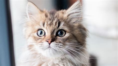 Las 10 Fascinantes Razas De Gatos Gris Que Debes Conocer