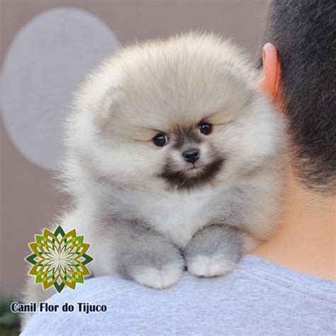 Lulu da Pomerânia Laranja Anão Pet Shop Flor do Tijuco