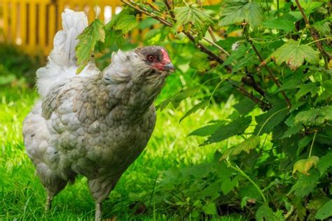 Araucana Huhn Alles was Sie darüber wissen müssen Blog