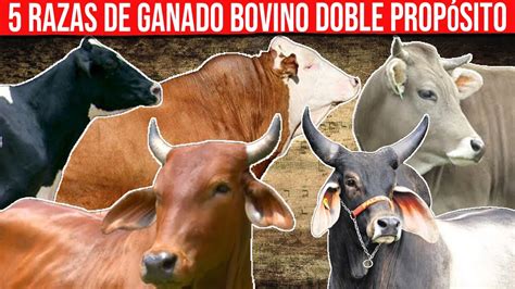 Razas De Ganado Bovino Doble Prop Sito Productoras De Leche Y Carne