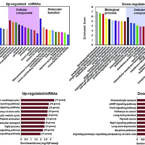 GO Enrichment And KEGG Pathway Analysis For The Target Genes Of