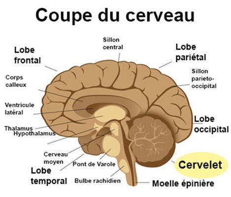 Cervelet définition docteurclic